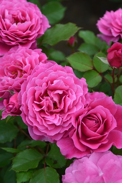 【冬季大苗】バラ苗 パルミラ 6号鉢植え品《8-C19-05》【1212販売】 : バラの家 バラ苗専門店 Yahoo!店 - 通販 - Yahoo!ショッピング