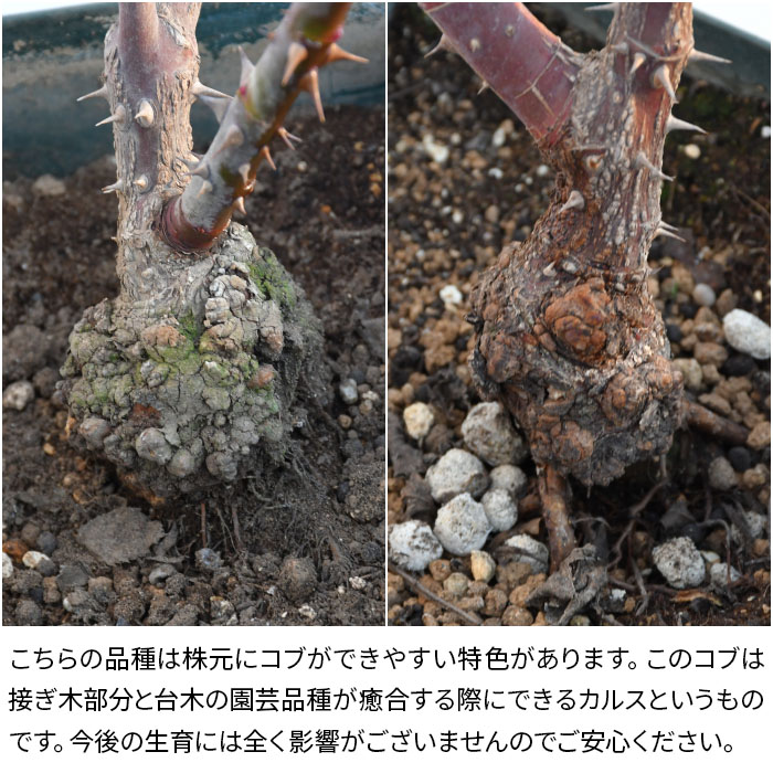 【冬季大苗】バラ苗 パルミラ 6号鉢植え品《8-C19-05》【1212販売】 : バラの家 バラ苗専門店 Yahoo!店 - 通販 - Yahoo!ショッピング