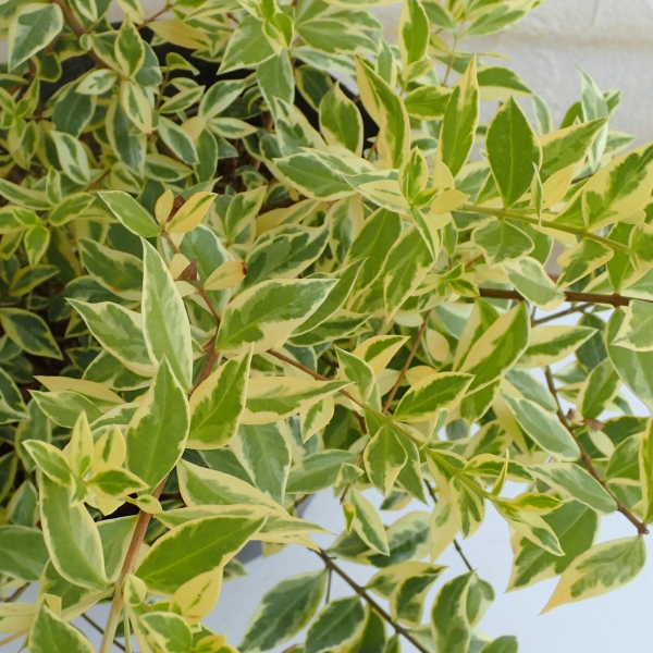 花木 庭木の苗/マートル（ギンバイカ・銀梅花）：斑入り 6号ポット :219929:園芸ネット - 通販 - Yahoo!ショッピング