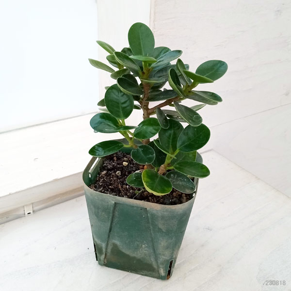 観葉植物/ガジュマル:ミニパンダガジュマル(コパンダ 観葉植物/ガジュマル:ミニパンダガジュマル(コパンダ
