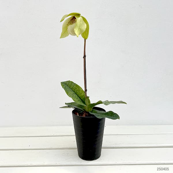 パフィオペディルム：Shun Fa Golden 4号鉢植え ザ・ファームセレクト : 園芸ネット - 通販 - Yahoo!ショッピング