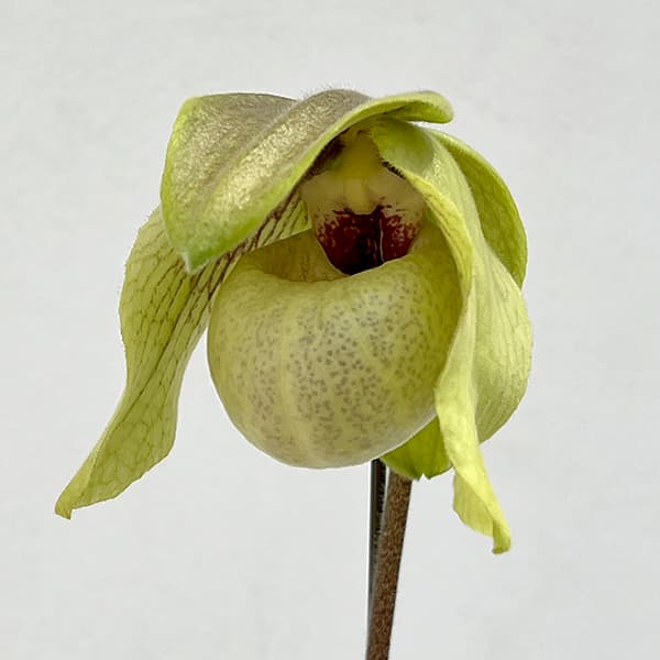 パフィオペディルム：Shun Fa Golden 4号鉢植え ザ・ファームセレクト : 園芸ネット - 通販 - Yahoo!ショッピング