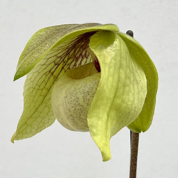 パフィオペディルム：Shun Fa Golden 4号鉢植え ザ・ファームセレクト : 園芸ネット - 通販 - Yahoo!ショッピング