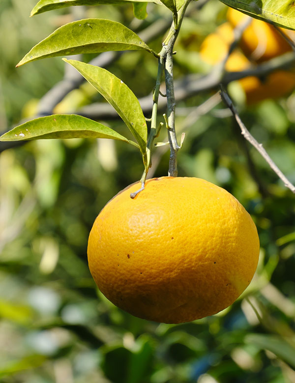 果樹の苗 26年1月中下旬予約 ブンタン（文旦）4〜5号ポット : 園芸ネット 予約専用サイト - 通販 - Yahoo!ショッピング