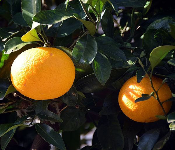 果樹の苗 26年1月中下旬予約 ブンタン（文旦）4〜5号ポット : 園芸ネット 予約専用サイト - 通販 - Yahoo!ショッピング