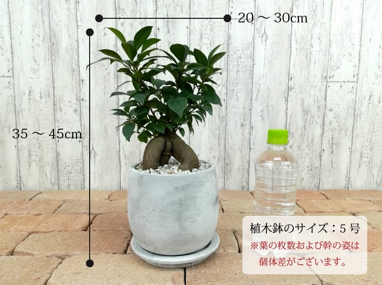 一部地域送料無料) ガジュマル 幹太タイプ 5号 6種類から選べる 一部地域送料無料) ガジュマル 幹太タイプ 5号 6種類から選べる