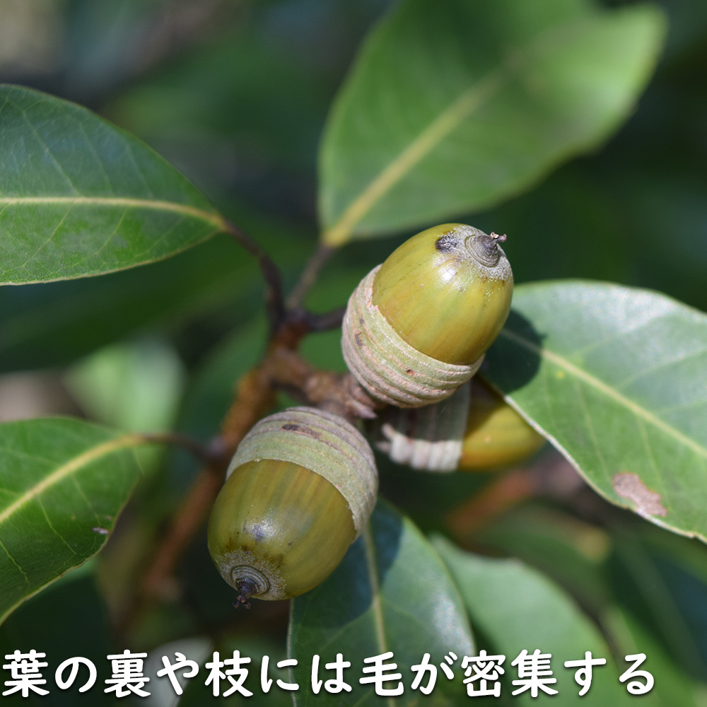 イチイガシ 0.3m 10.5cmポット 苗 : トオヤマグリーン - 通販 - Yahoo!ショッピング