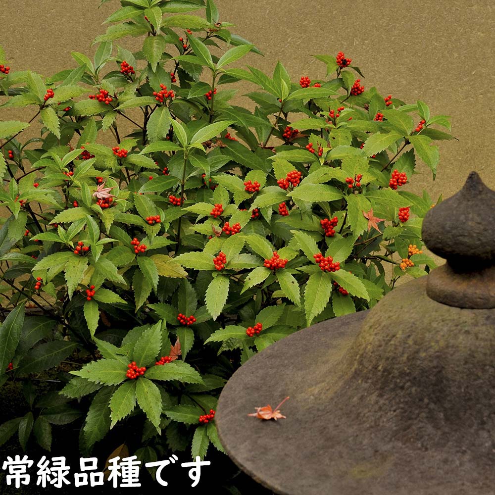 センリョウ 7.5cmポット 25本 苗 : トオヤマグリーン - 通販 - Yahoo!ショッピング