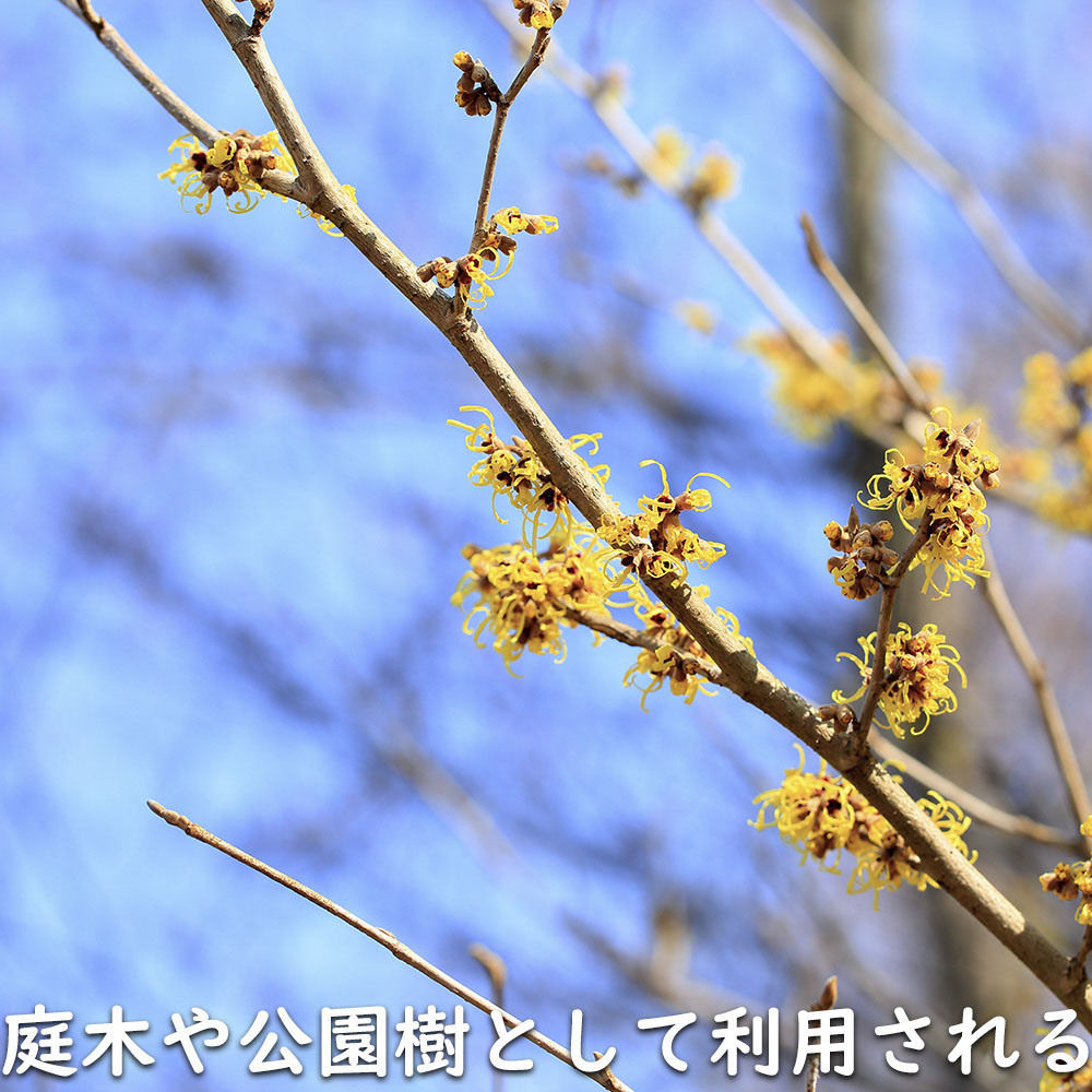 マンサク 0.3m 10.5cmポット 5本 苗 : 7035039 : トオヤマグリーン - 通販 - Yahoo!ショッピング