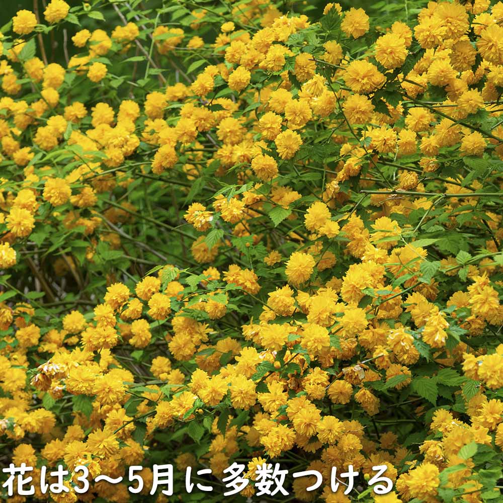 ヤマブキ 八重咲き 0.4m 15cmポット 5本 苗 : トオヤマグリーン - 通販 - Yahoo!ショッピング