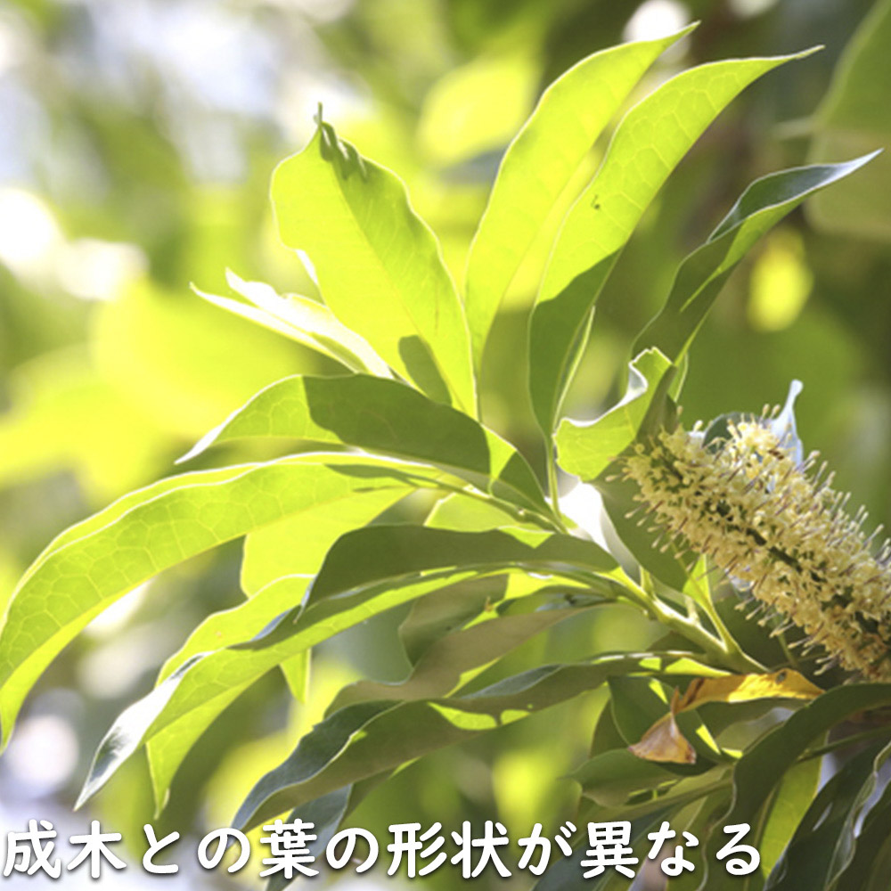 ヤマモガシ 0.3m 10.5cmポット 苗 : トオヤマグリーン - 通販 - Yahoo!ショッピング