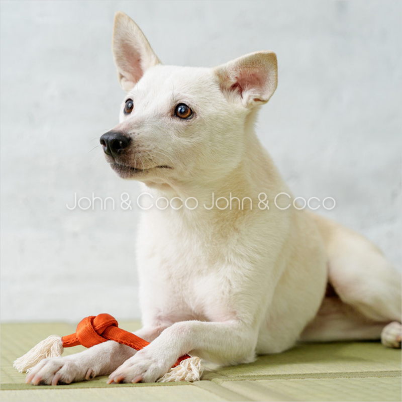 「数量限定品」FAD ナイロン＆コットンロープ Sサイズ 若草カラー 犬 おもちゃ ペット用玩具 引っ張り遊び ストレス解消 小型犬 中型犬 大型犬 : dwd2901990 : 犬と猫の ...