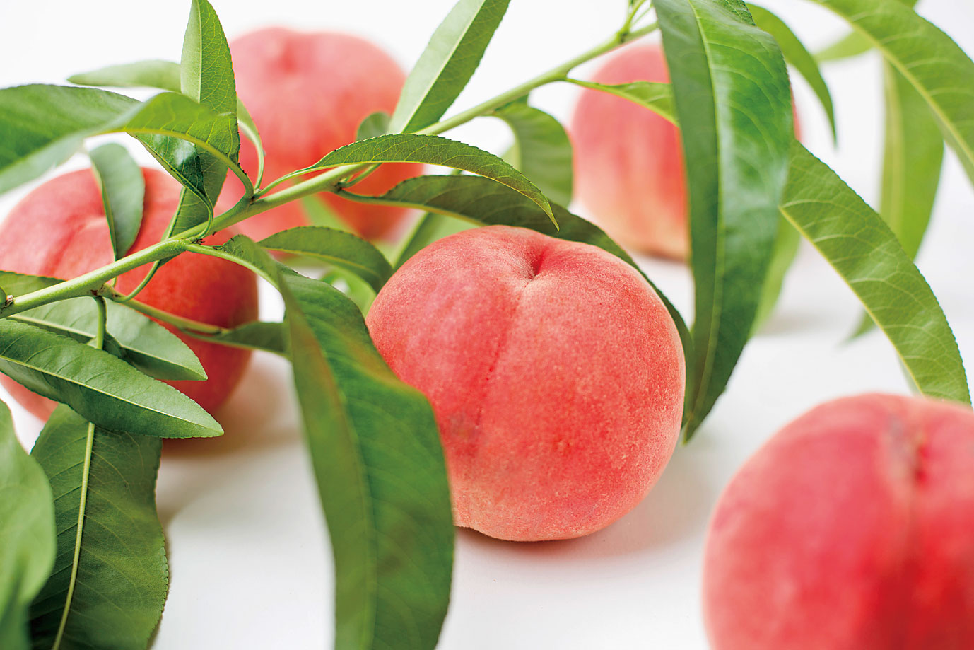 送料無料 お中元 種まきうさぎ 福島県産の桃 おどろき 3kg 8〜10玉 産地直送 : 開成屋 - 通販 - Yahoo!ショッピング