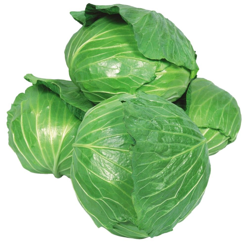 種 野菜たね キャベツ F1味イチバン 1袋（3ml） 野菜種 国華園 : 花と緑 国華園 - 通販 - Yahoo!ショッピング