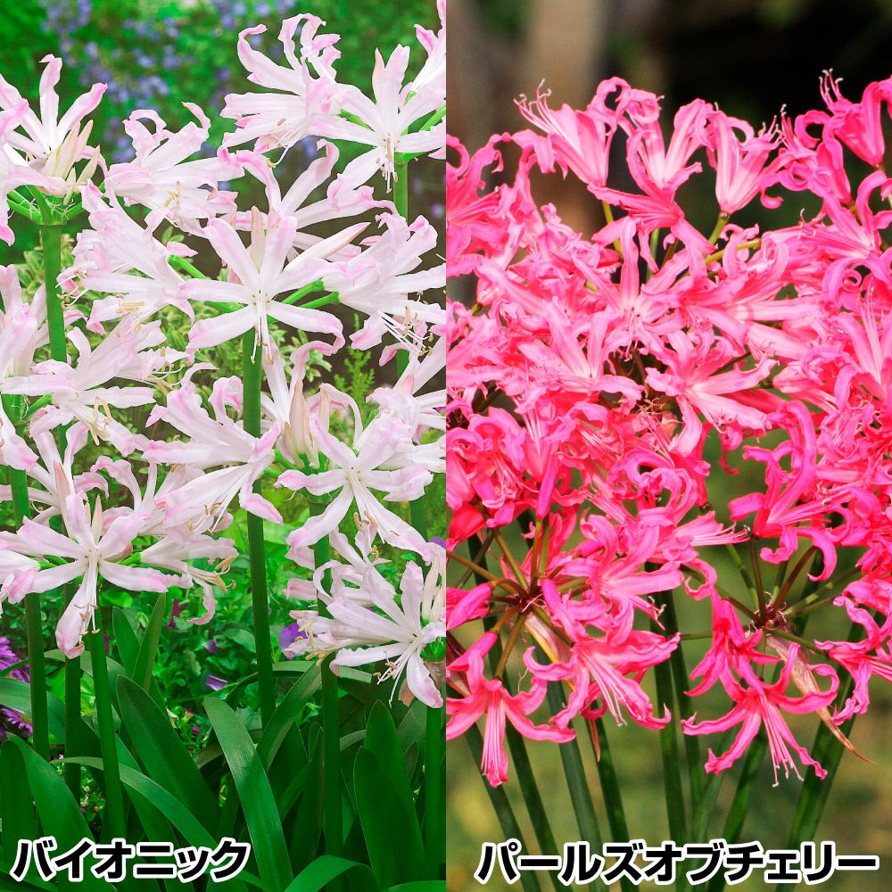春植え球根 ネリネセット 2種2球 : 花と緑 国華園 - 通販 - Yahoo!ショッピング