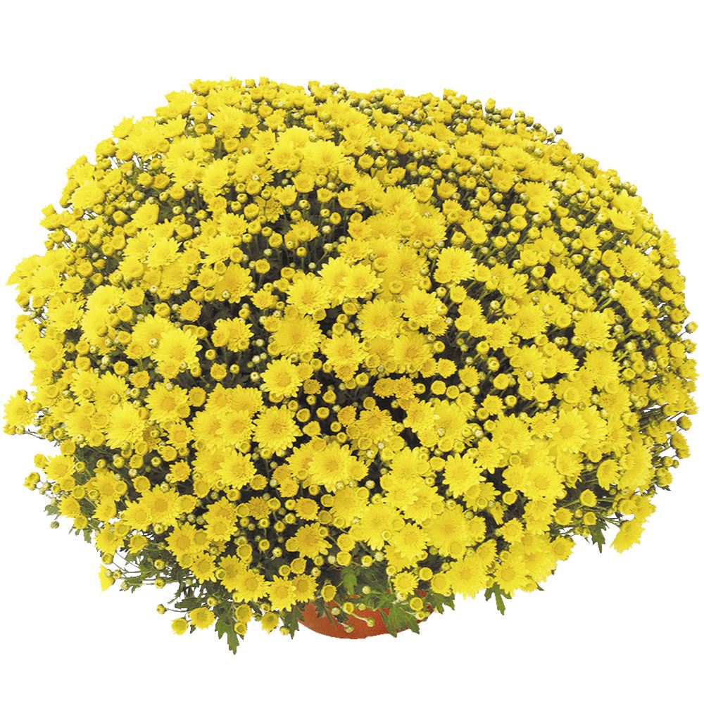 菊苗 早咲きビッグドーム菊 ボレアリ マイス外 送料無料3株 : 花と緑 国華園 - 通販 - Yahoo!ショッピング