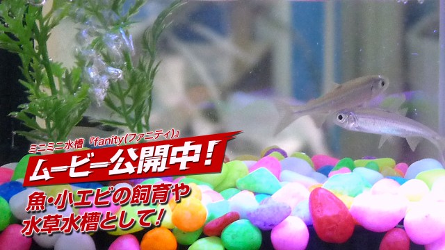 動画リスト