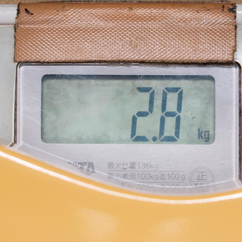 Calja/CJT-50P/BSB (Butterscotch Blonde) #026 :llp-eg-4580447818353:宮地楽器 ...