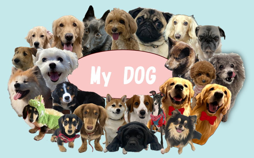 mydog - Yahoo!ショッピング