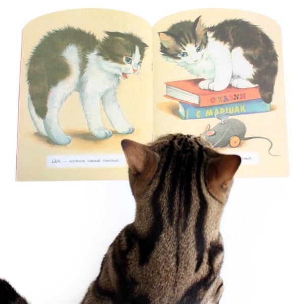 かわいい猫の絵本 数え歌 子猫 ロシア セルゲイ ミハルコフ かわいい猫の絵本 数え歌 子猫 ロシア セルゲイ ミハルコフ