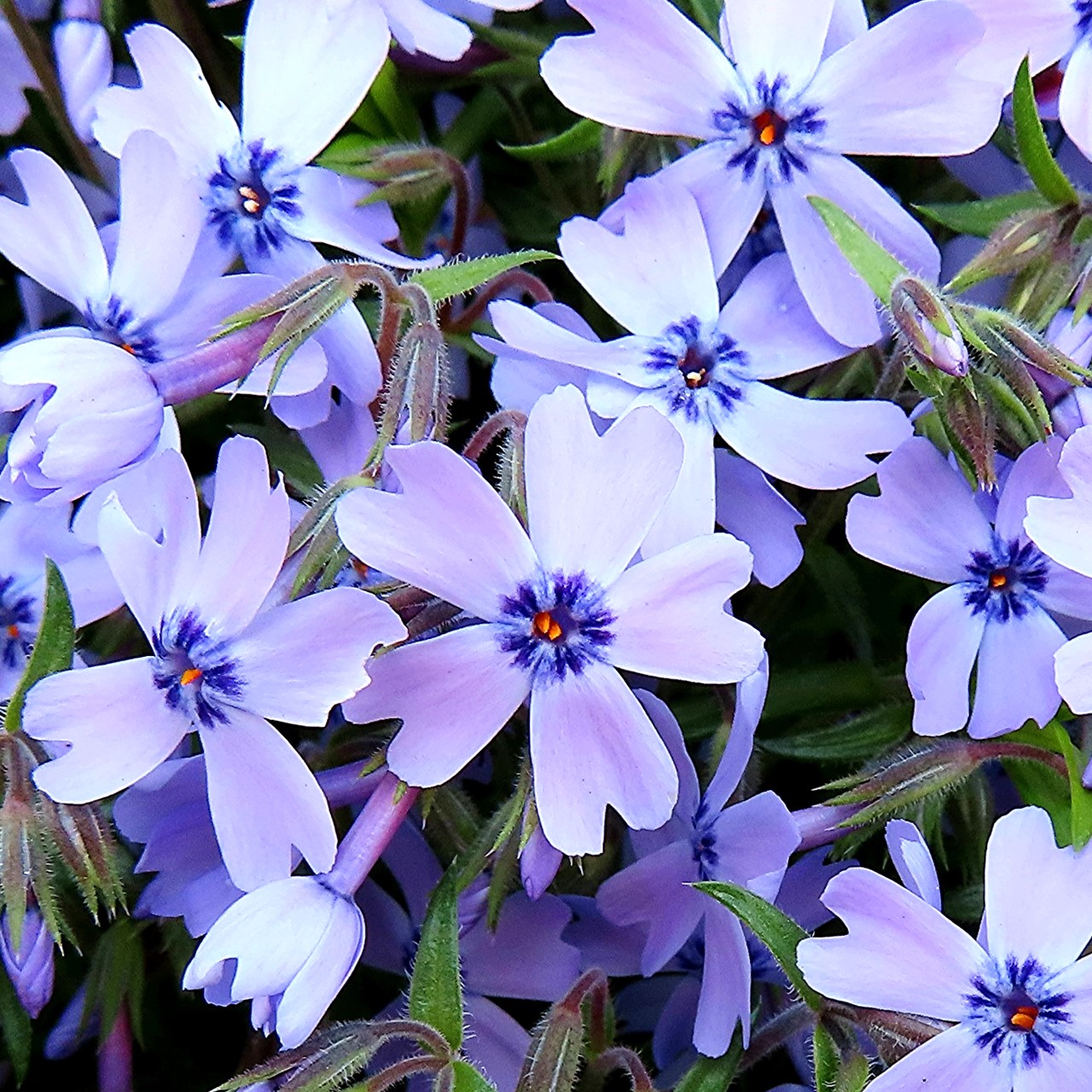 芝桜・フロックストロット(大輪桃色)20Potセット 苗 花 芝桜・フロックストロット(大輪桃色)20Potセット 苗 花
