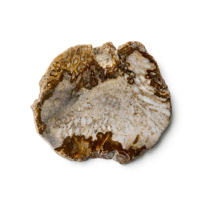 amabro アマブロ 鉱物のコースター Mineral Coaster coral beehive jasper red gray コーラル ...