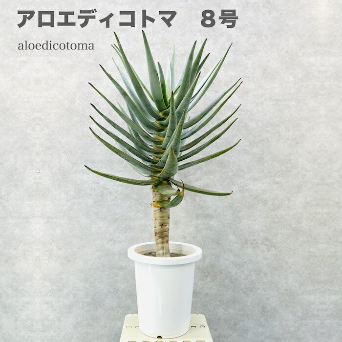 現品 観葉植物 アロエ ディコトマ 8号鉢 大型 多肉植物 大株 aloe たかろかい 高蘆薈 おしゃれな室内インテリア ...